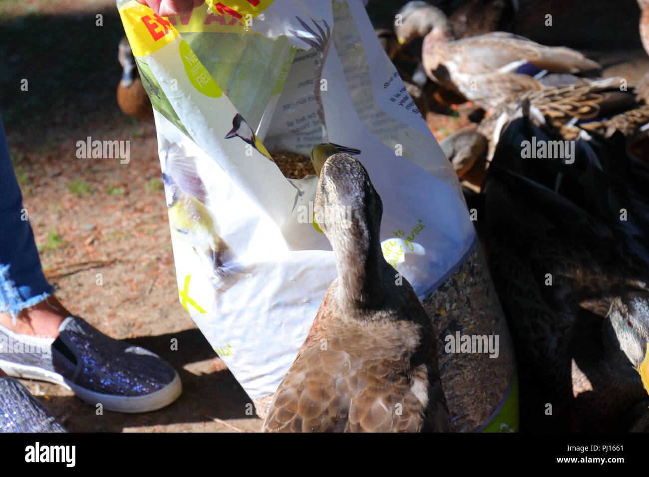 Mallards at fairholmes visitor centre hi-res stock photography and ...