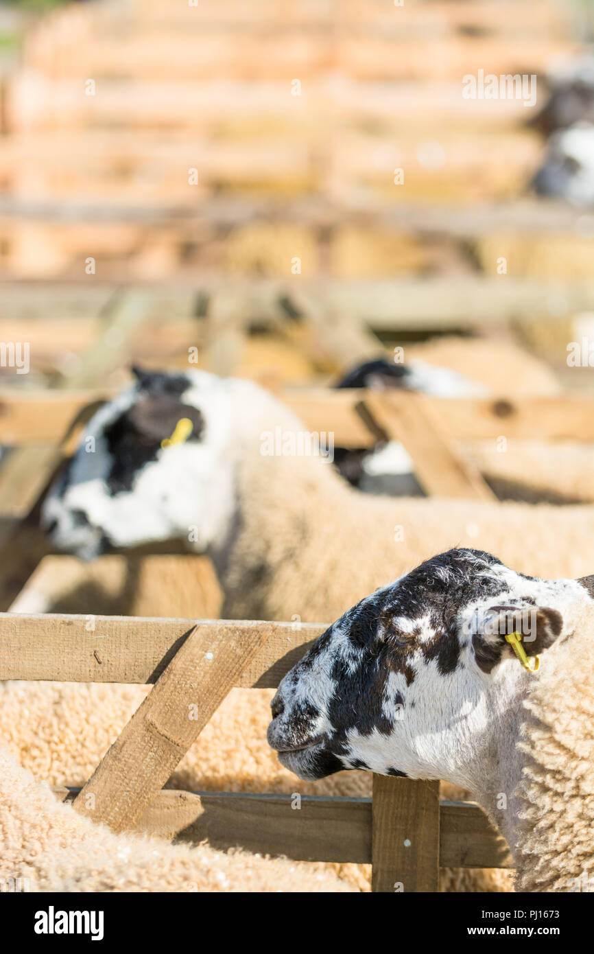 Sheep in a pen at a show Stock Photo - Alamy
