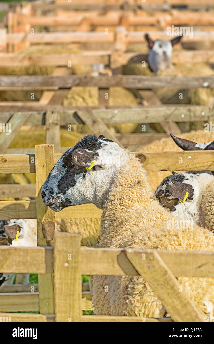 Sheep in a pen at a show Stock Photo - Alamy