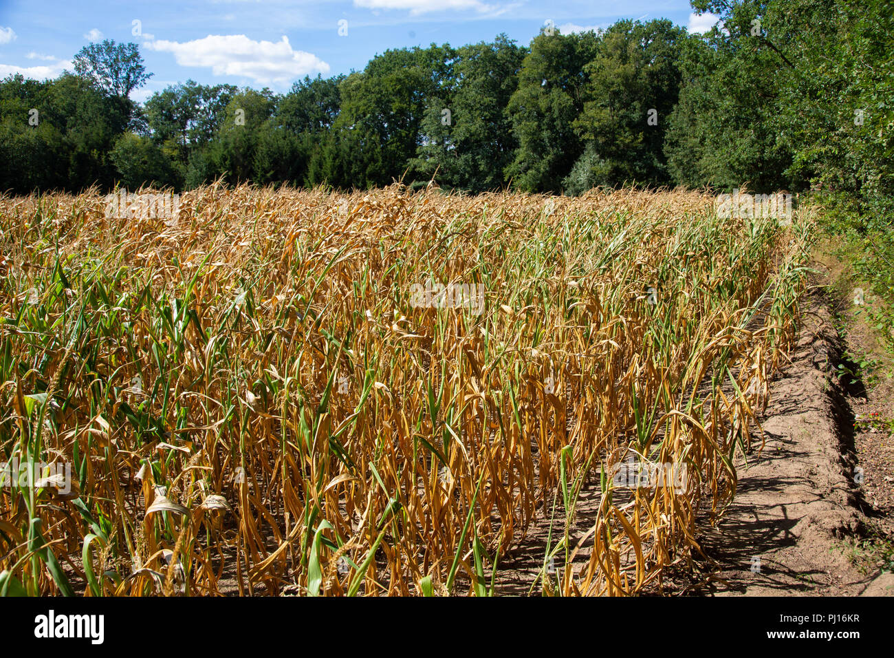 Dry corn field behind stacked tree trunks Stock Photo - Alamy