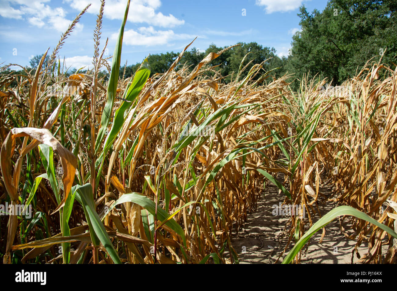 Dry corn field Stock Photo - Alamy