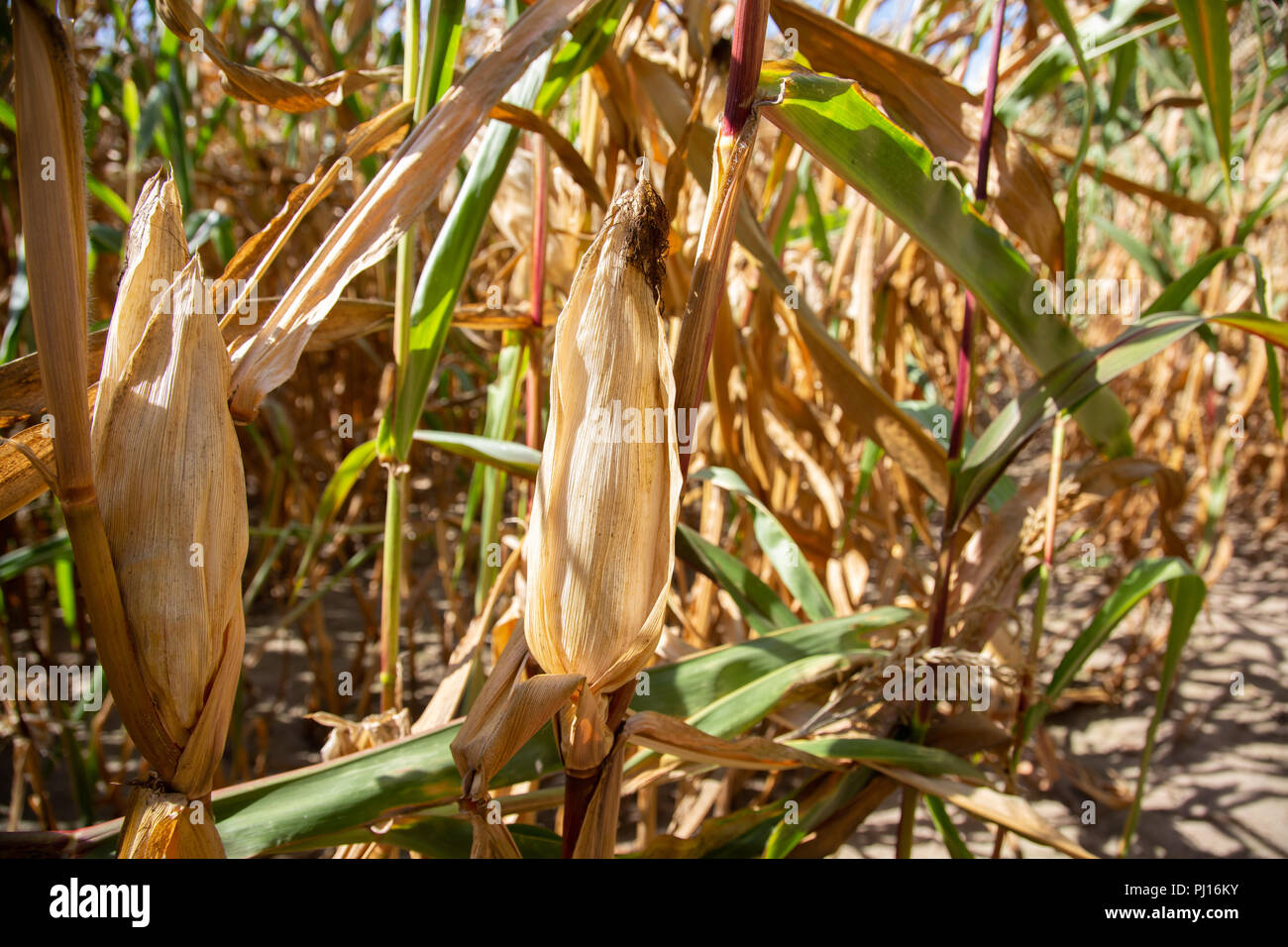 Dry corn field Stock Photo - Alamy