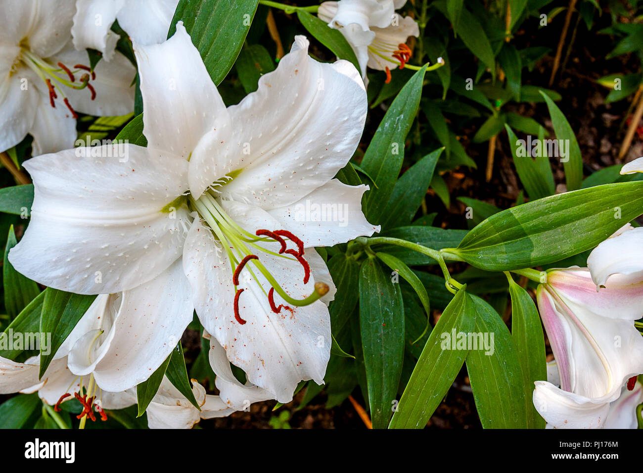 Leaves fill space hi-res stock photography and images - Alamy