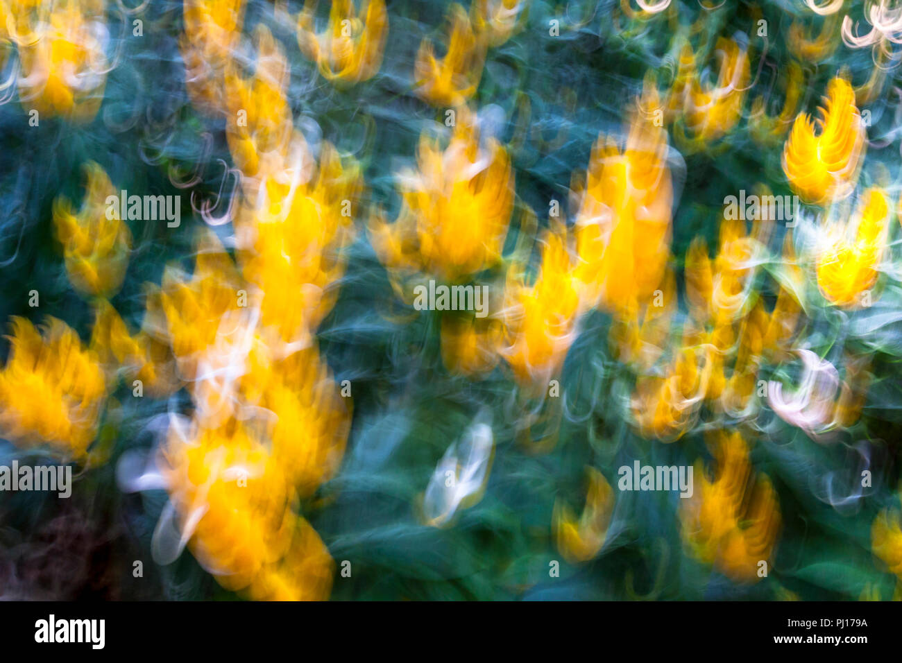 Yellow flowers in motion Stock Photo - Alamy