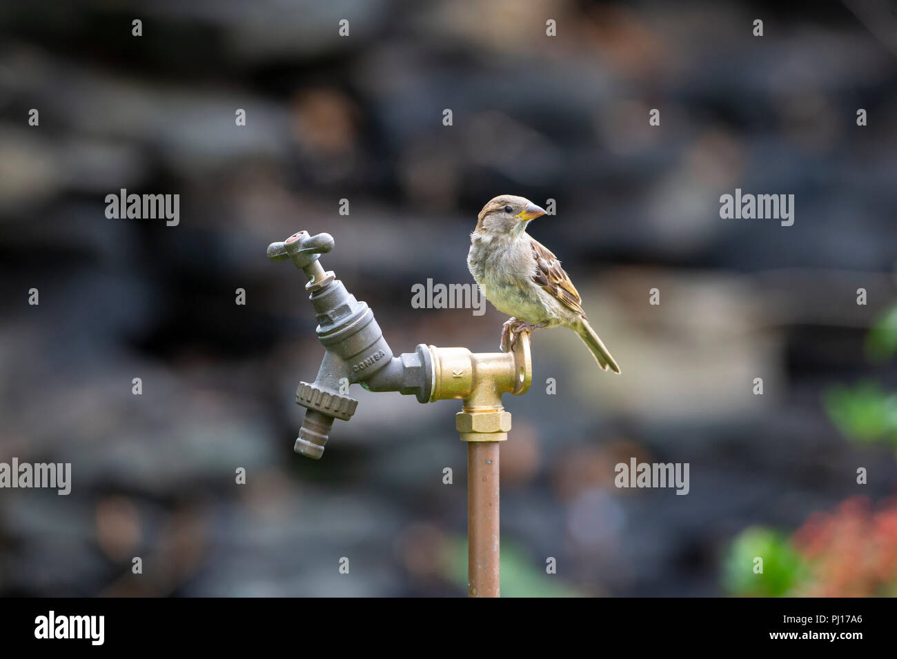 Common tap hi-res stock photography and images - Alamy
