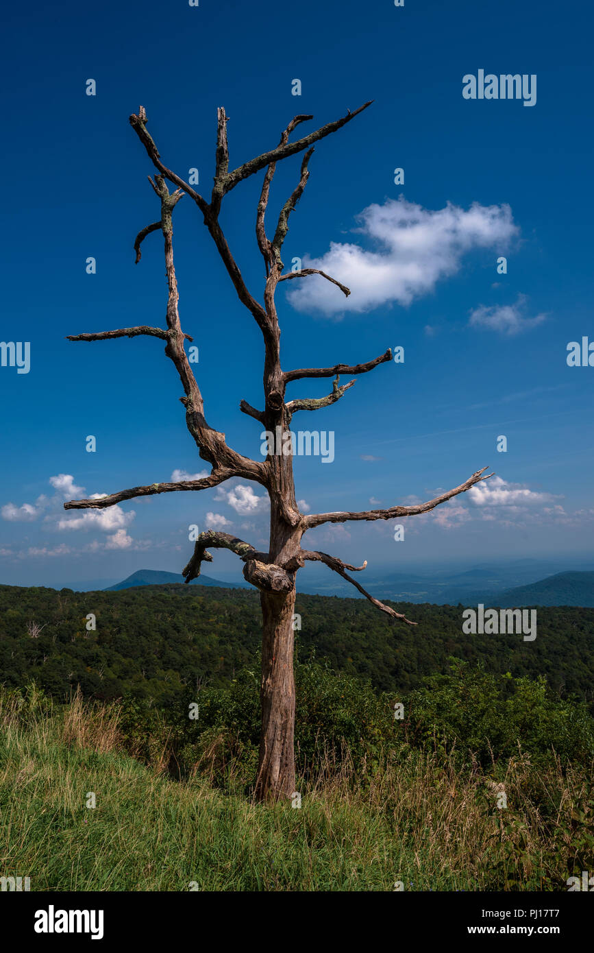 A dead tree still standing overlooking the Shenendoah Valley along the ...
