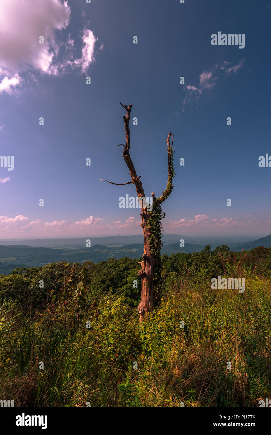 Lone tree overlooking valley in hi-res stock photography and images - Alamy
