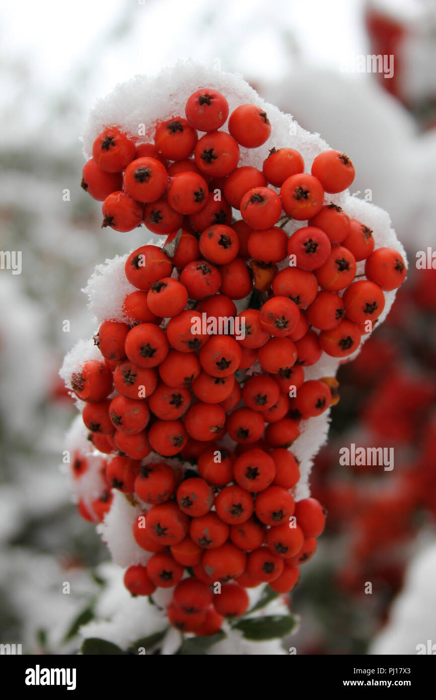 Bog Burst High Resolution Stock Photography and Images - Alamy