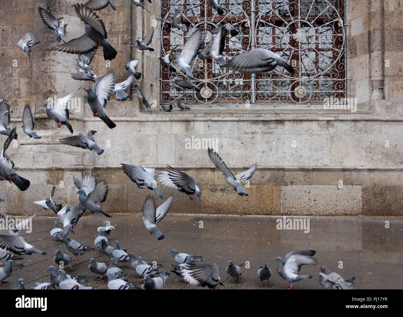 Monk pigeon hi-res stock photography and images - Alamy