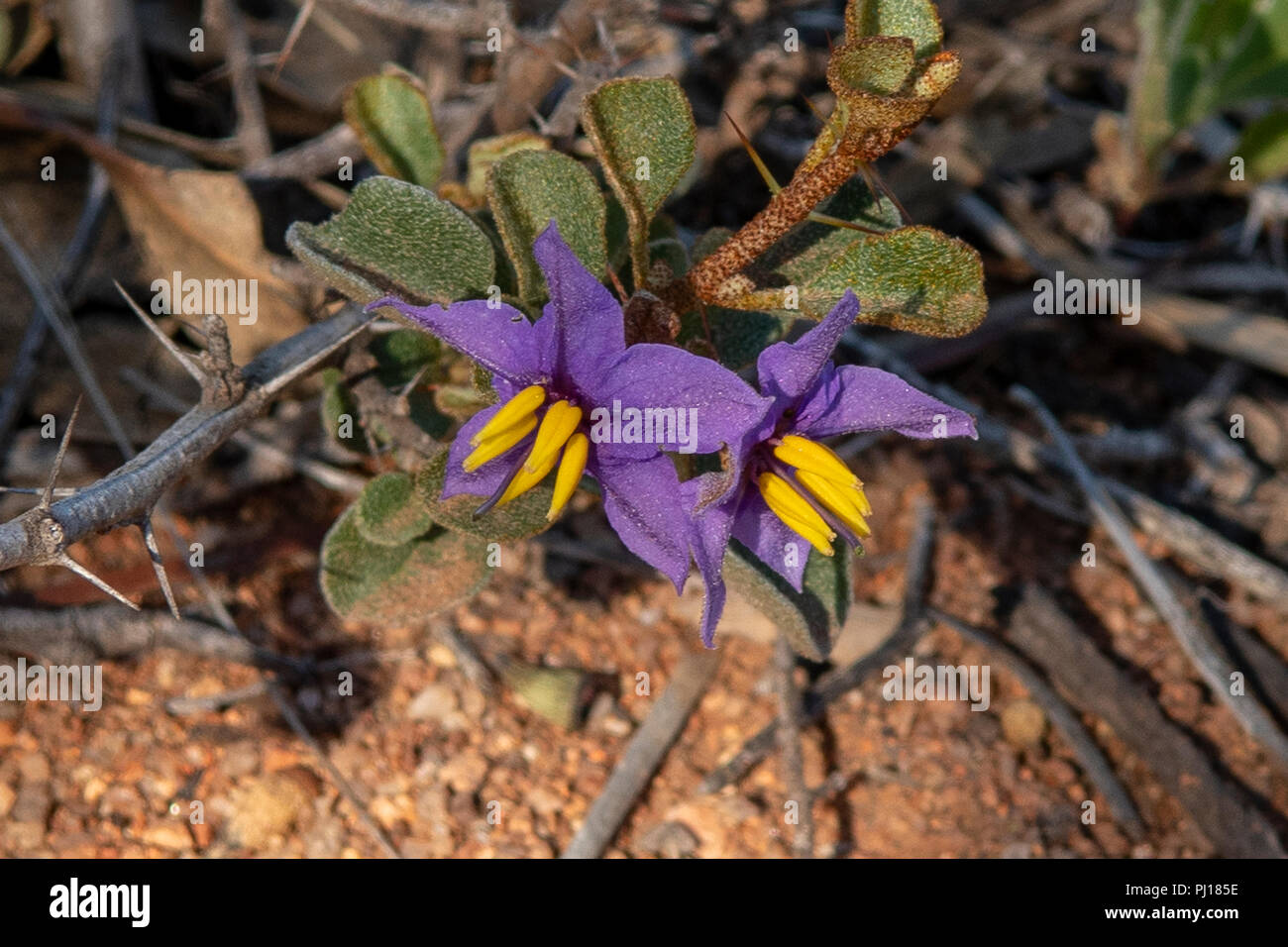 Keraudrenia hermanniifolia hi-res stock photography and images - Alamy