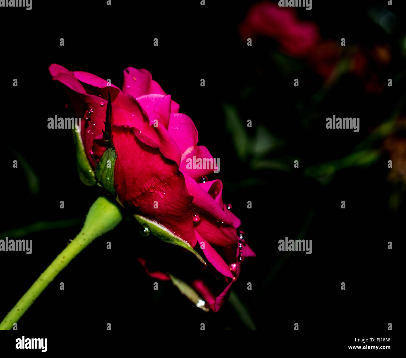 Macro shot rose blooms hi-res stock photography and images - Alamy