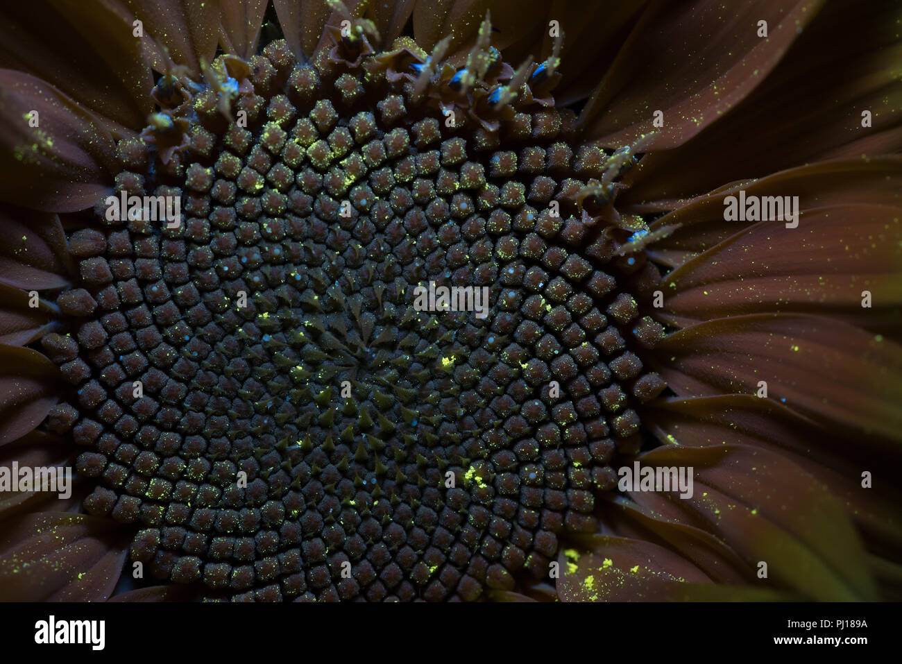 Fluorescent insects hi-res stock photography and images - Alamy