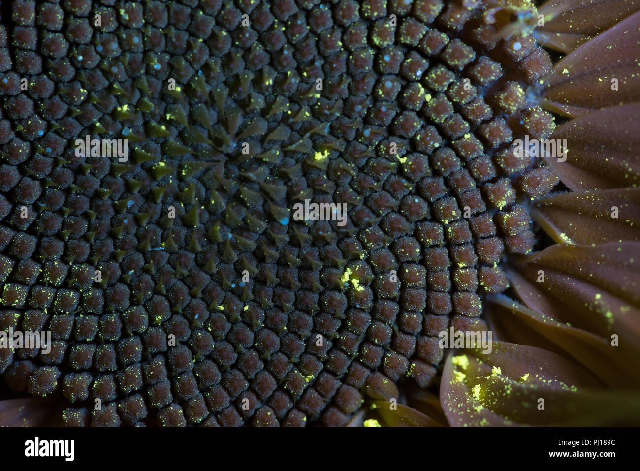 Black sunflower, colours as illuminated by UV light showing glowing ...