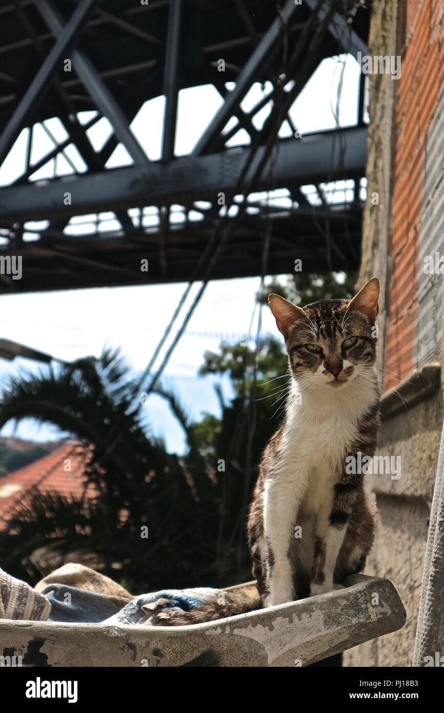 Cat under bridge hi-res stock photography and images - Alamy
