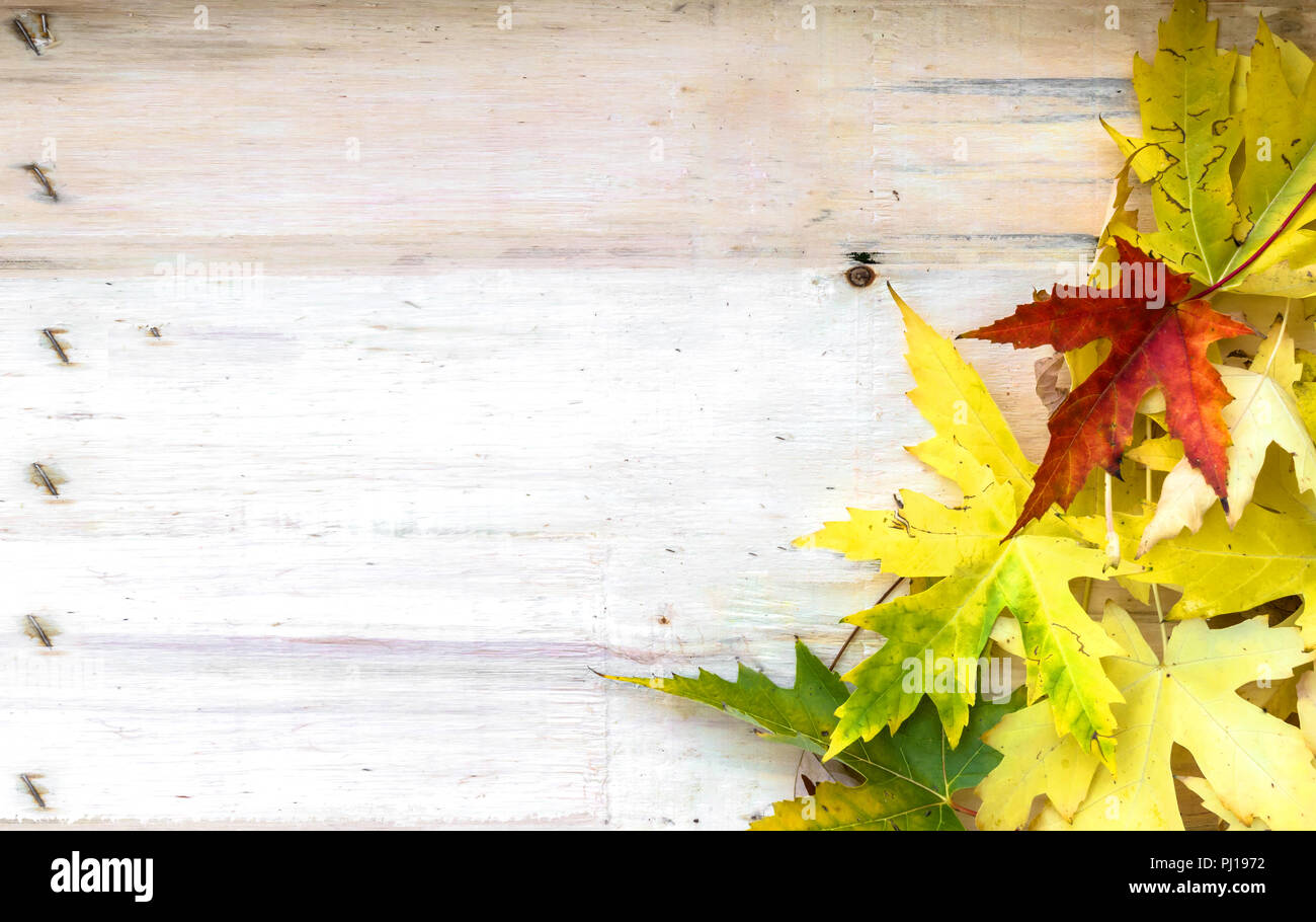 Autumn background with colored leaves on wooden board and white ...