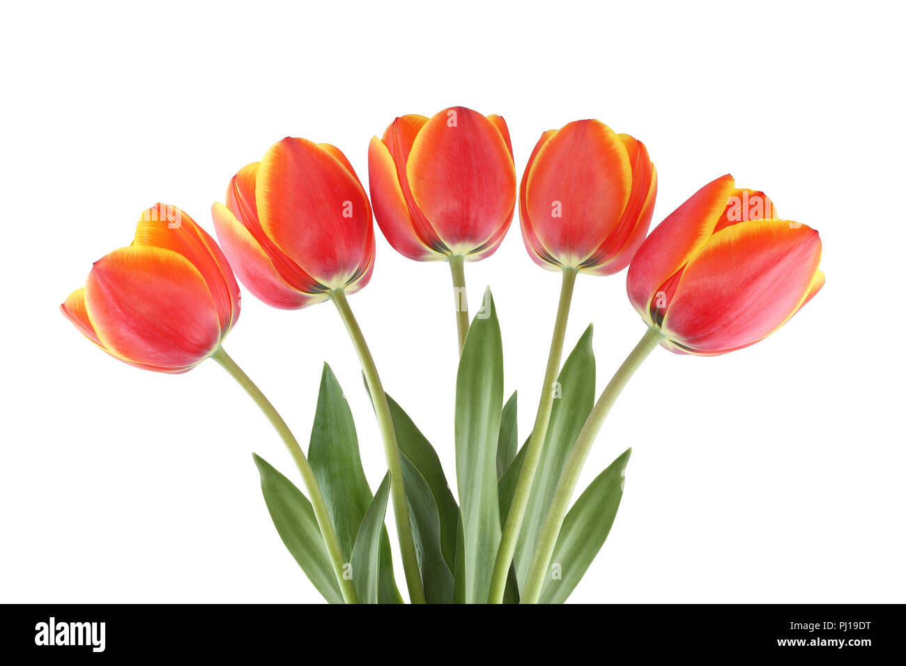 Yellow spring flower five petals hi-res stock photography and images ...