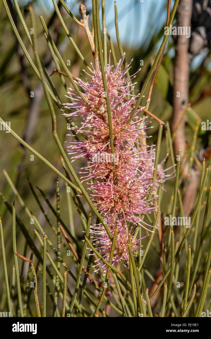 Hakea australian native flora hi-res stock photography and images - Alamy