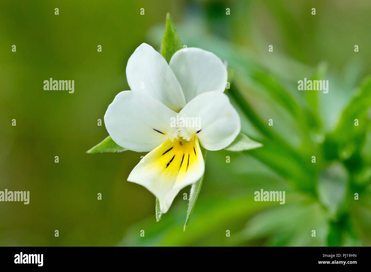Field Pansy (viola arvensis), close up of the flower with its leaves in ...