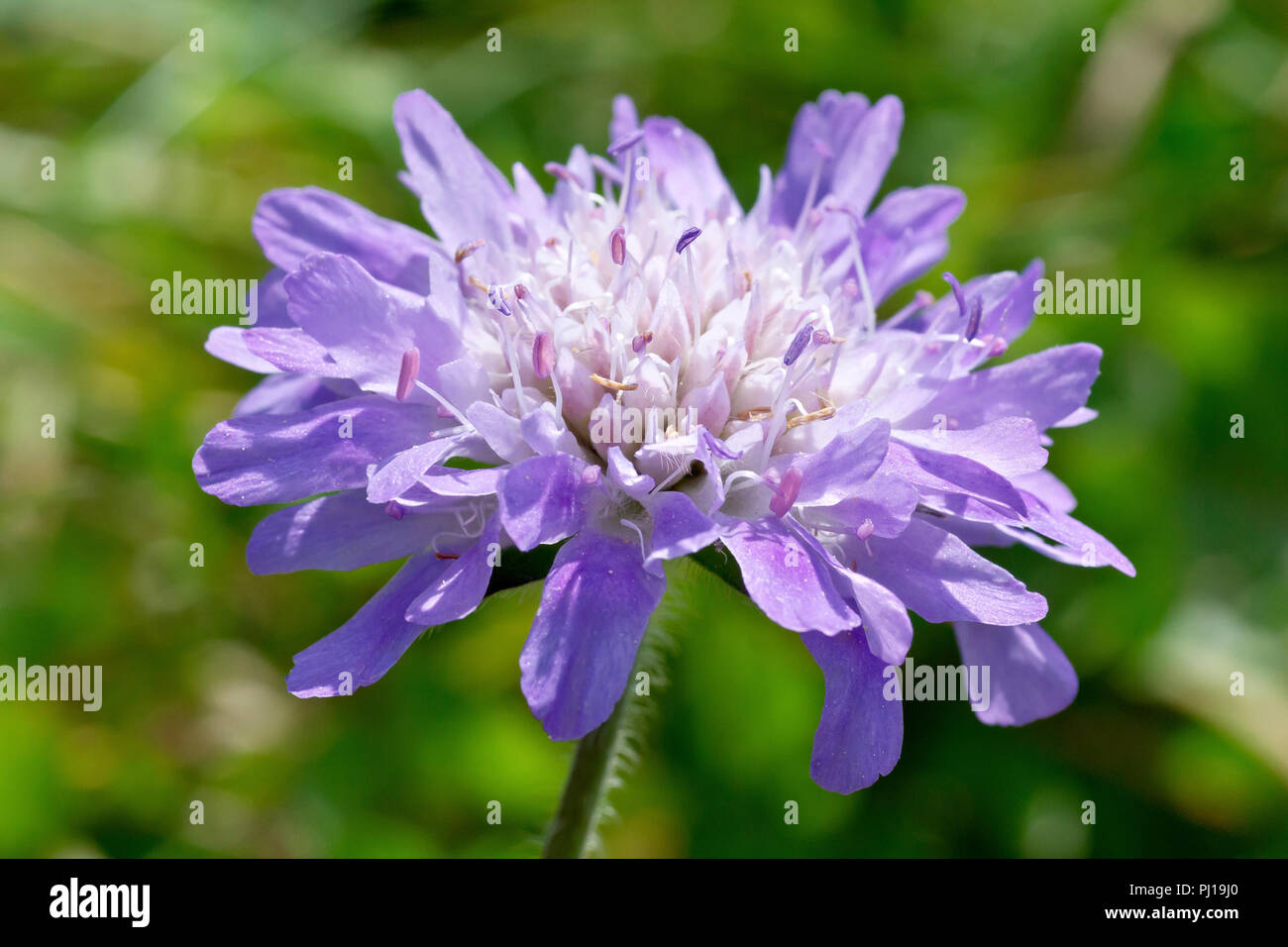 Gypsy Flowers Stock Photos & Gypsy Flowers Stock Images - Alamy