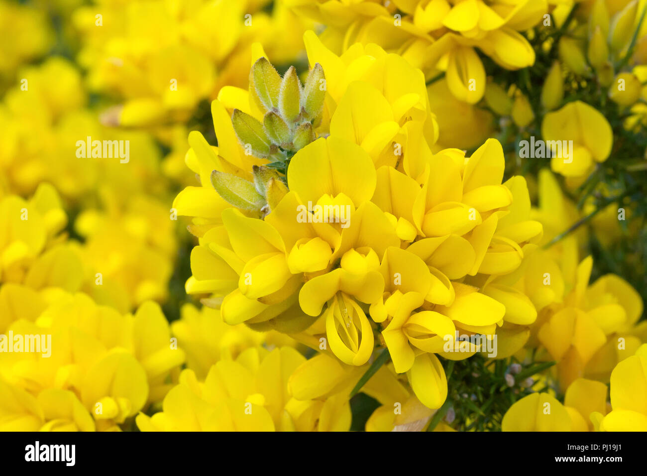 Gorse (ulex europaeus), also known as Furze, or Whin in Scotland, a ...