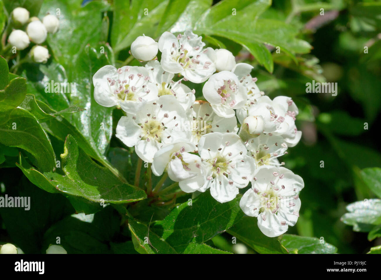 Hawthorn (crataegus monogyna), also known as Whitethorn or May-tree, a ...