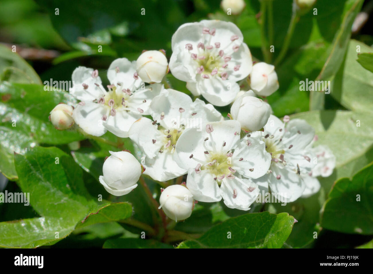 Hawthorn (crataegus monogyna), also known as Whitethorn or May-tree, a ...