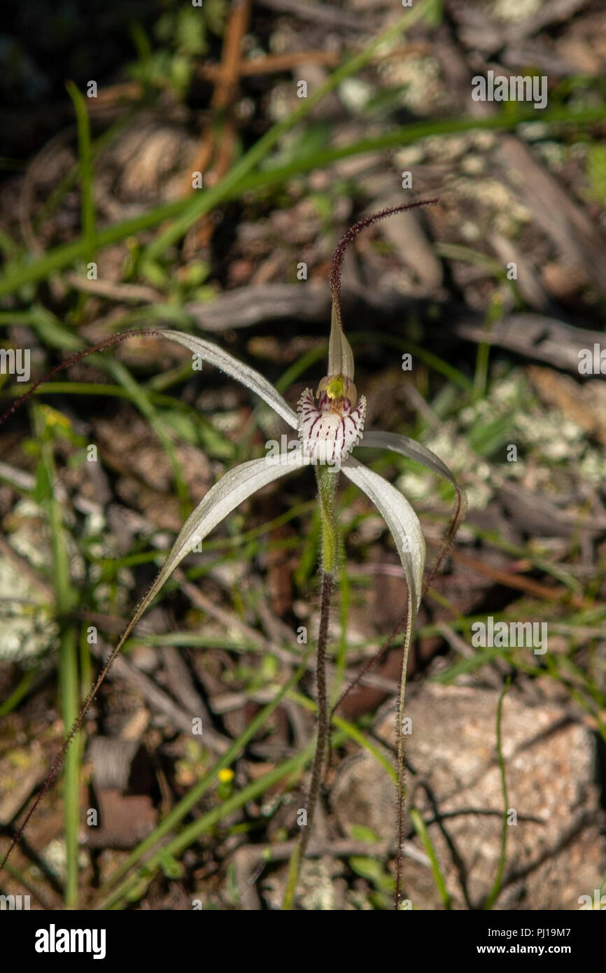 Caladenia longicauda ssp. longicauda, White Spider Orchid Stock Photo ...