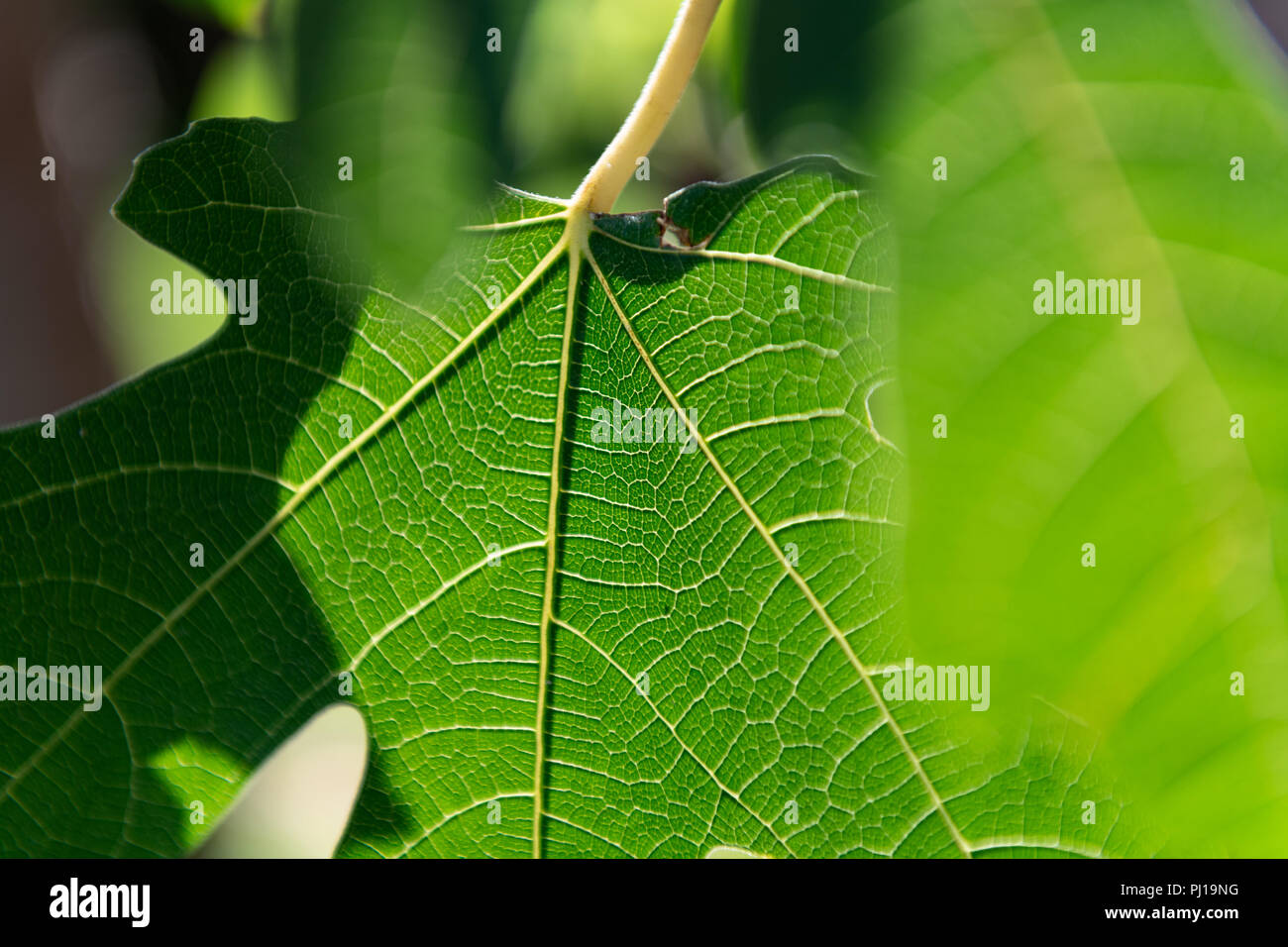 A fig leaf showing structure in sunlight Stock Photo - Alamy