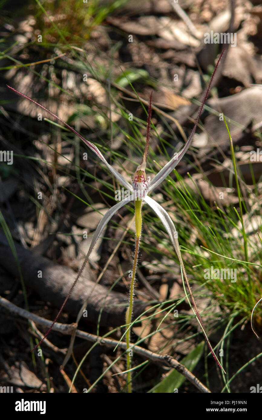 Caladenia longicauda ssp. longicauda, White Spider Orchid Stock Photo ...