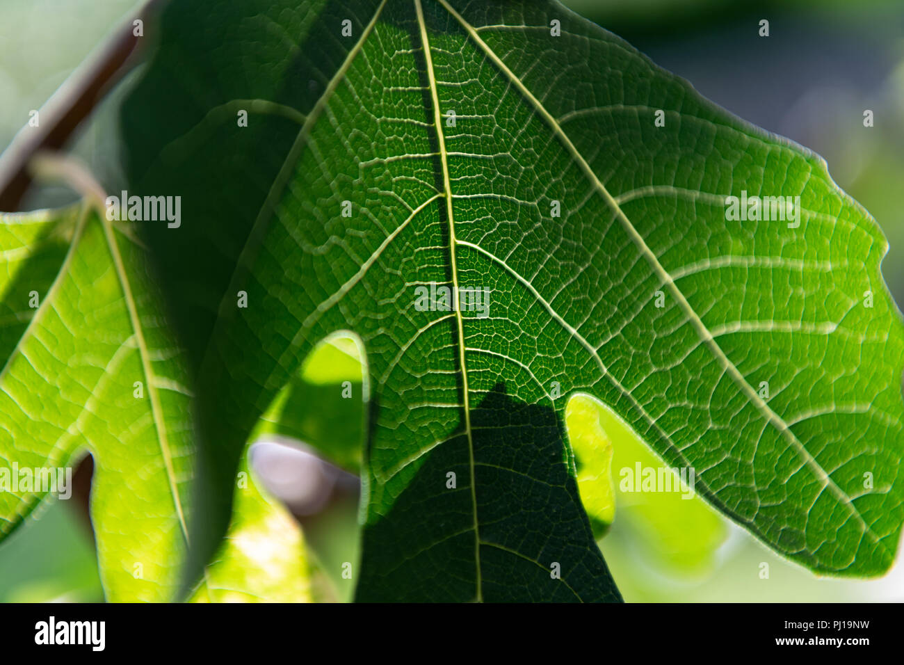 Showing a fig hi-res stock photography and images - Alamy