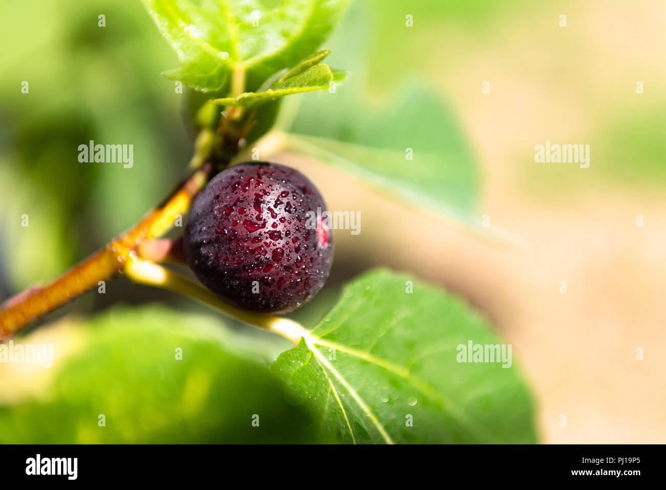 Fig leaves on black background hi-res stock photography and images - Alamy