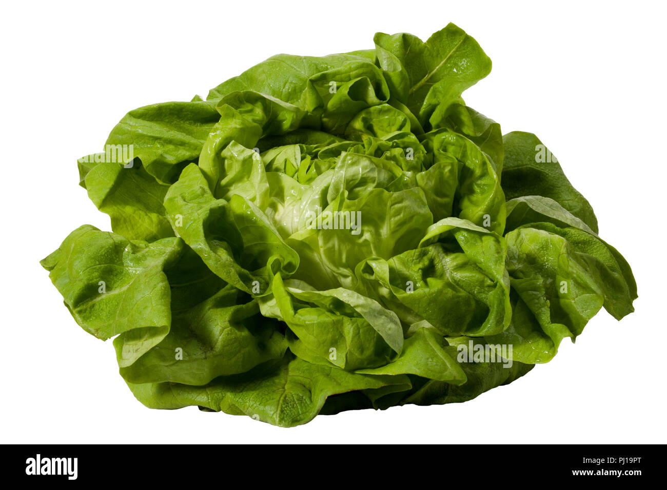 Wet lettuce on white hi-res stock photography and images - Alamy
