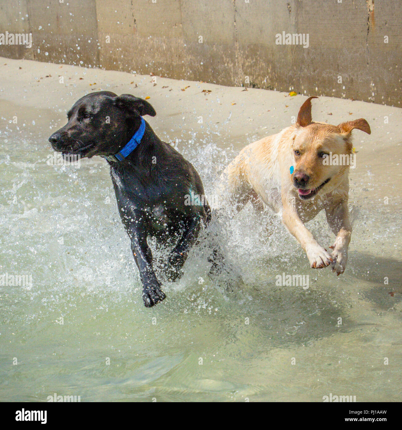 Two dogs running into the ocean, United States Stock Photo - Alamy