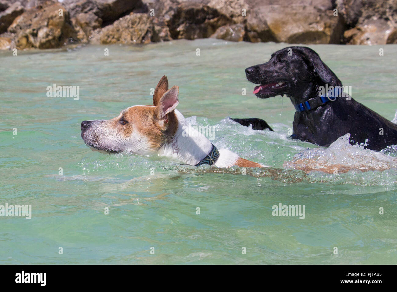 Two Dogs Swimming High Resolution Stock Photography and Images - Alamy
