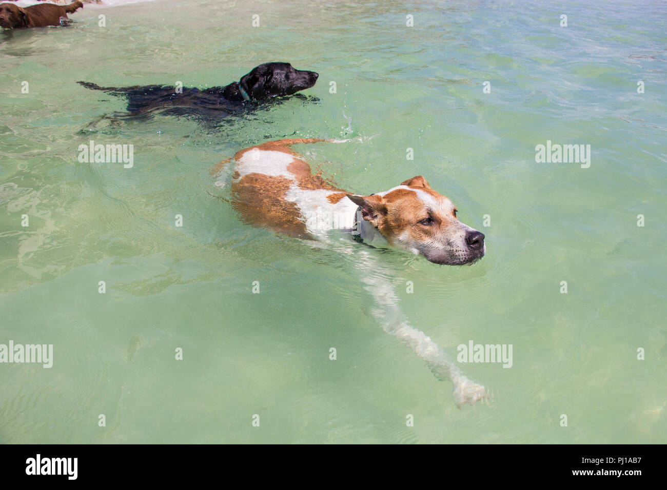 Three dogs swimming in ocean, United States Stock Photo - Alamy