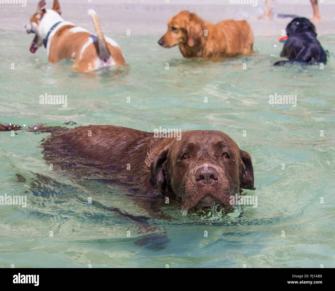 Dogs in the ocean hi-res stock photography and images - Alamy