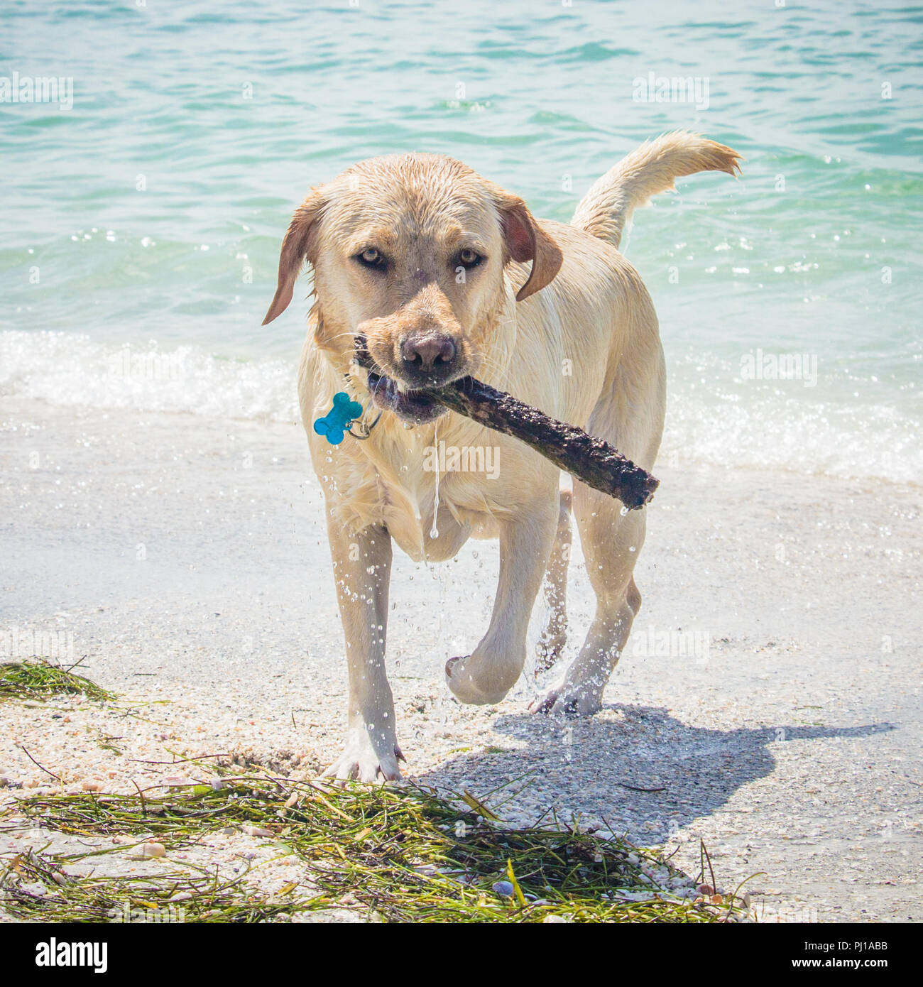 Labrador dog fetching a stick from the ocean, United States Stock Photo ...