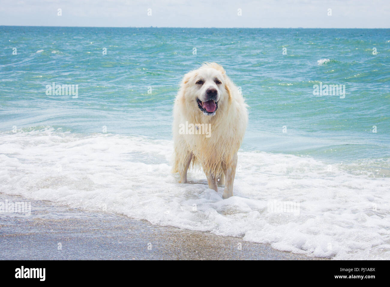 Great Pyrenees dog standing in ocean, United States Stock Photo - Alamy