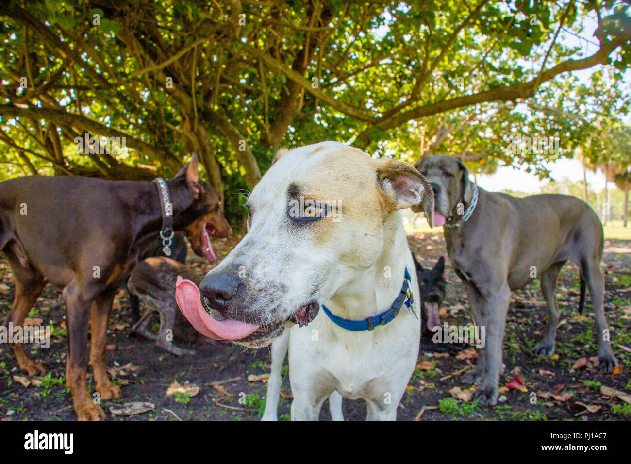 Group of dogs standing under a tree, United States Stock Photo - Alamy
