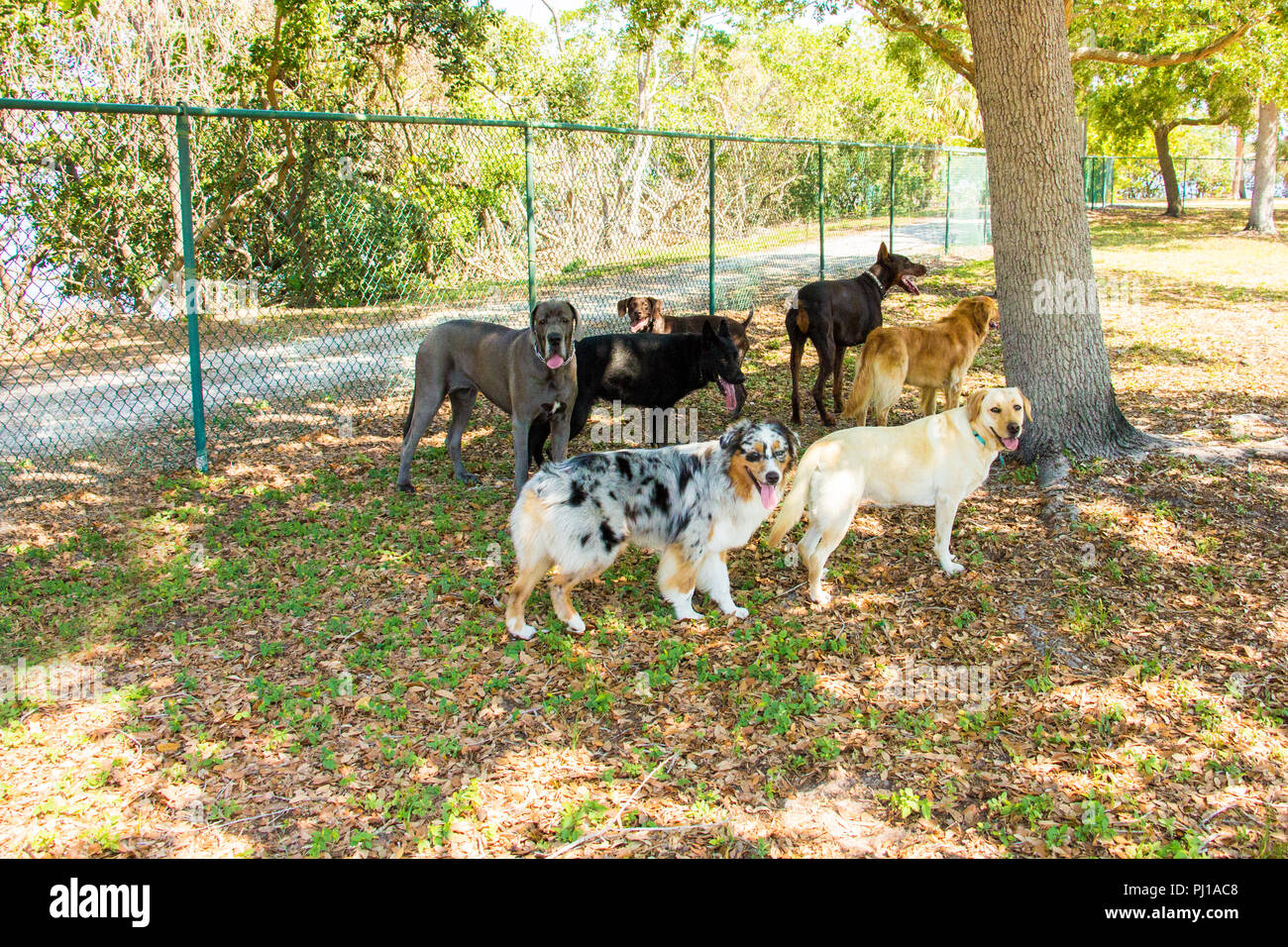 Group of dogs standing under a tree in the park, United States Stock ...