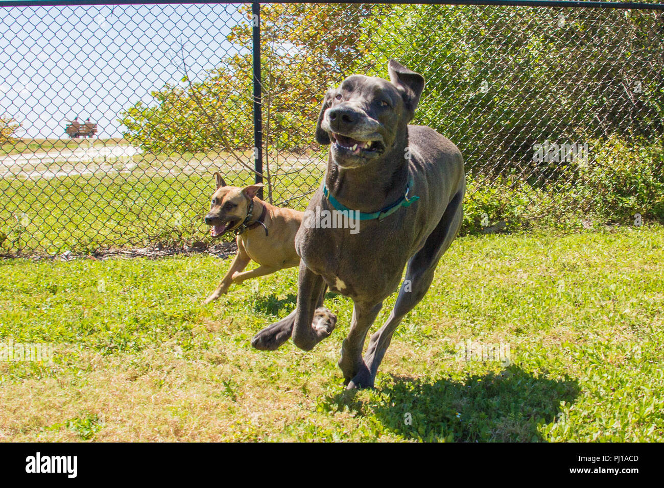Animals chasing each other hi-res stock photography and images - Alamy