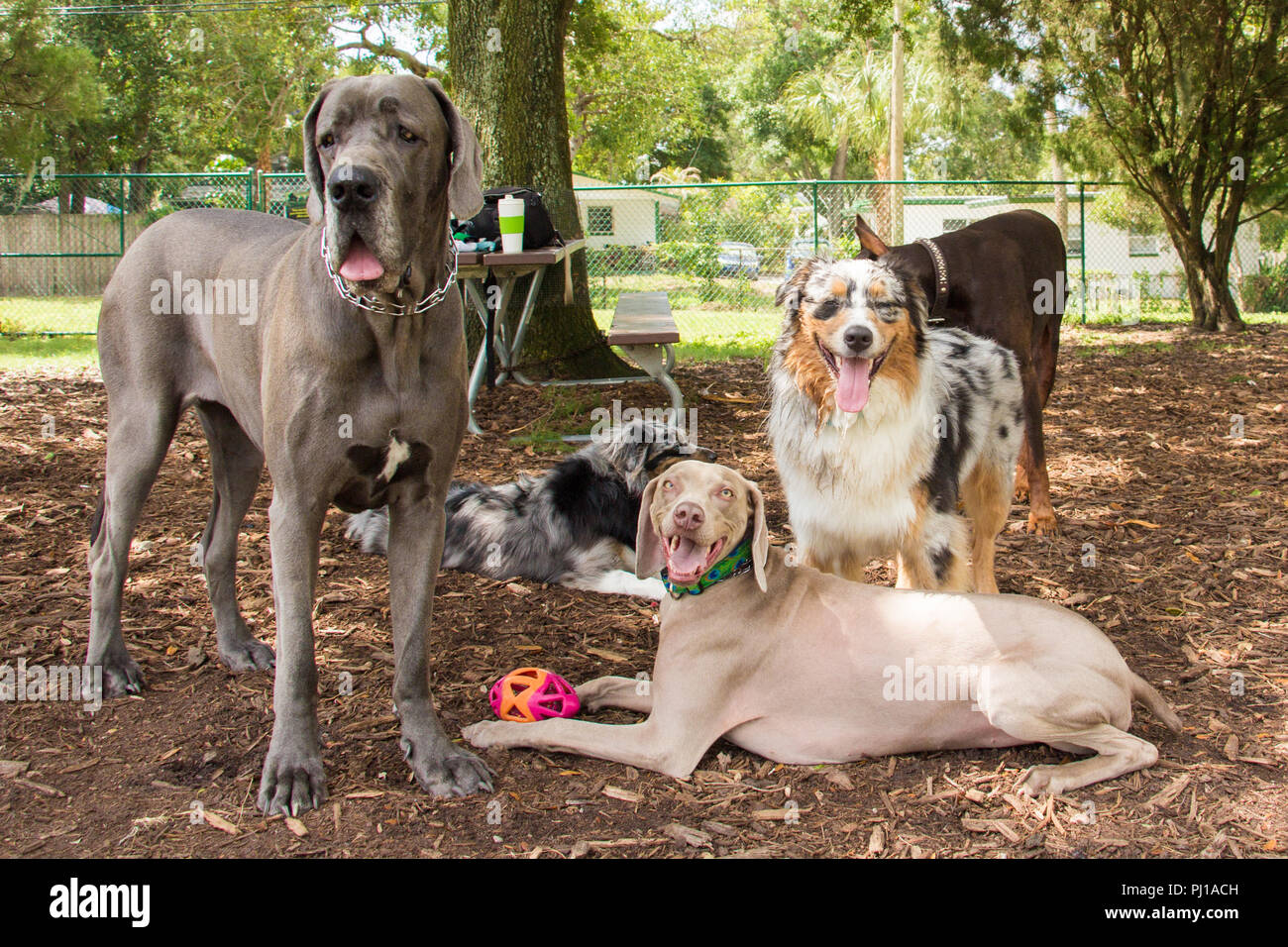 Group of dogs standing in the park, United States Stock Photo - Alamy