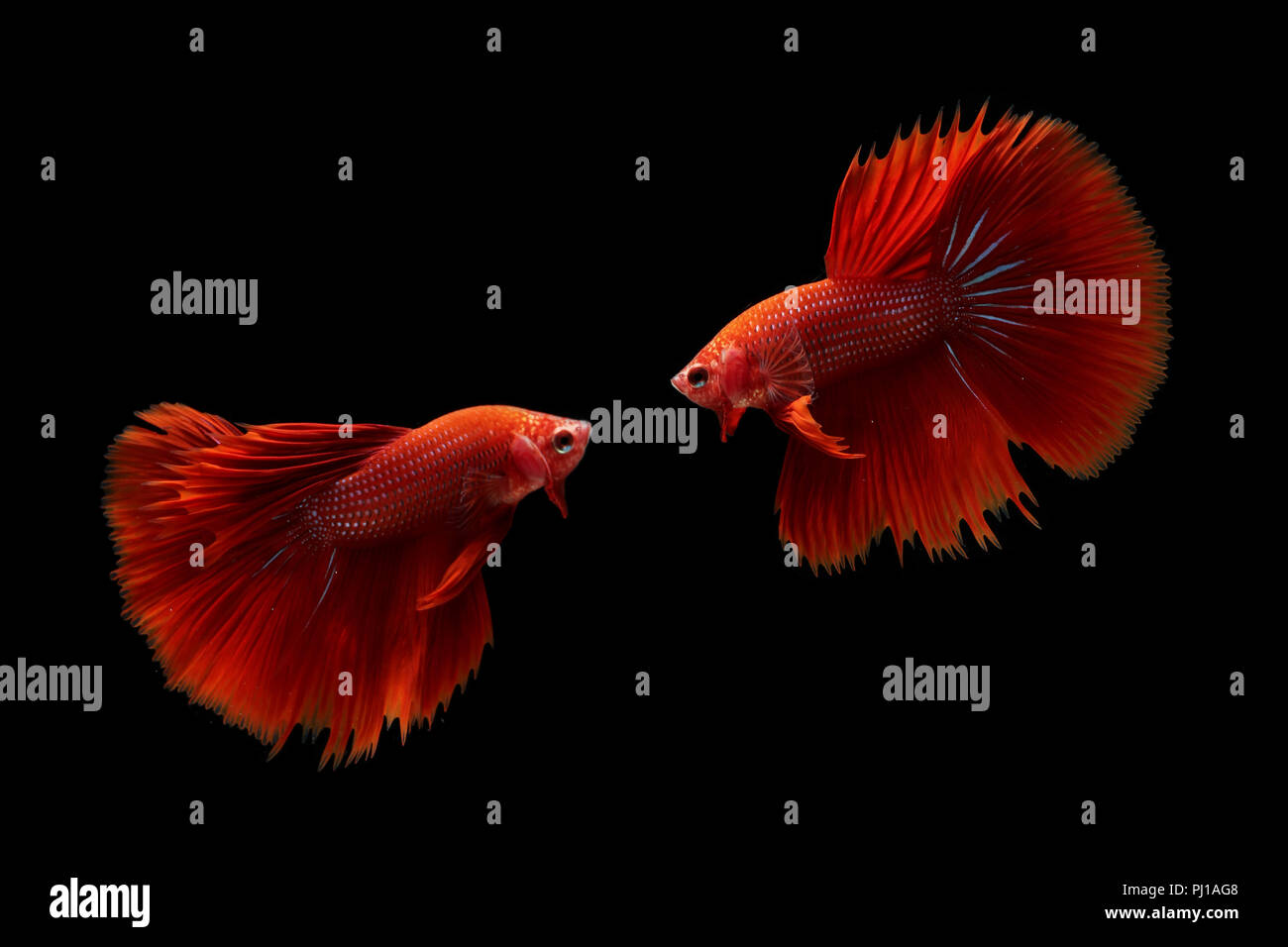 Two betta fish, Indonesia Stock Photo - Alamy