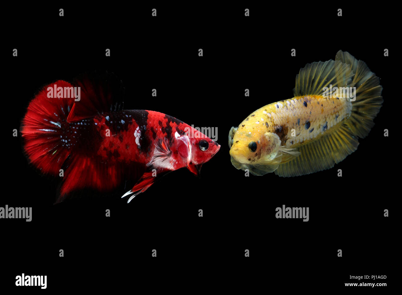 Two betta fish, Indonesia Stock Photo - Alamy