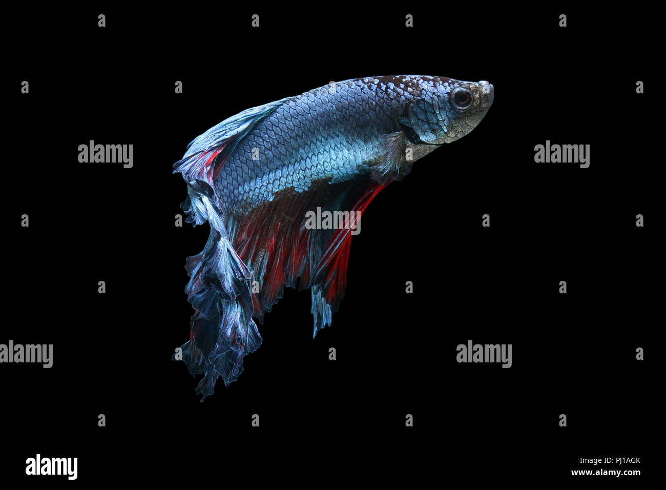 Portrait of a betta fish, Indonesia Stock Photo - Alamy