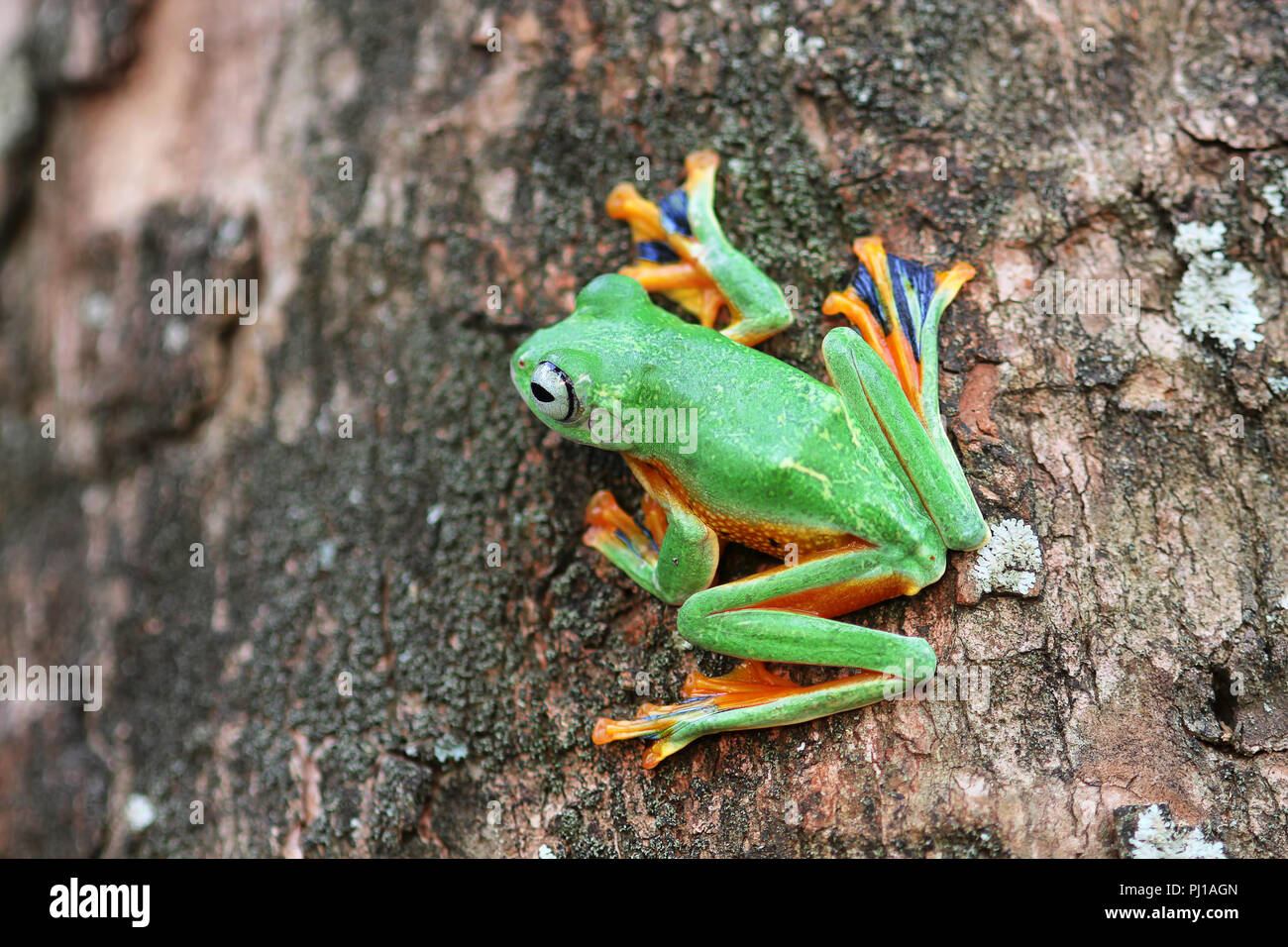 Wallace's flying frog on a tree, Indonesia Stock Photo - Alamy
