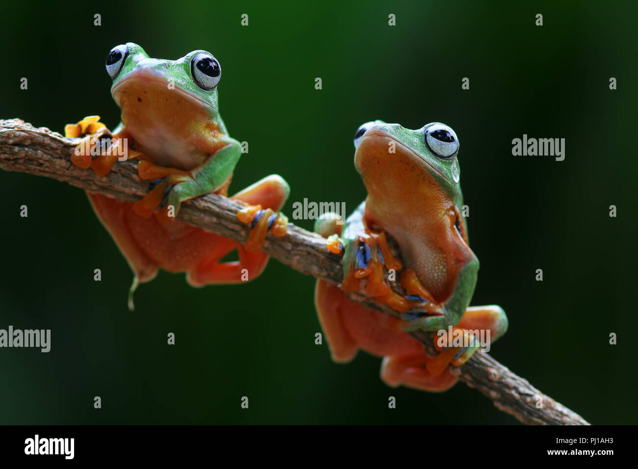 Wallace’s flying frog indonesia hi-res stock photography and images - Alamy
