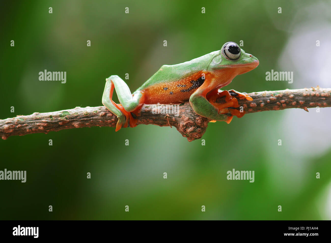 Wallace's flying frog on a branch, Indonesia Stock Photo - Alamy