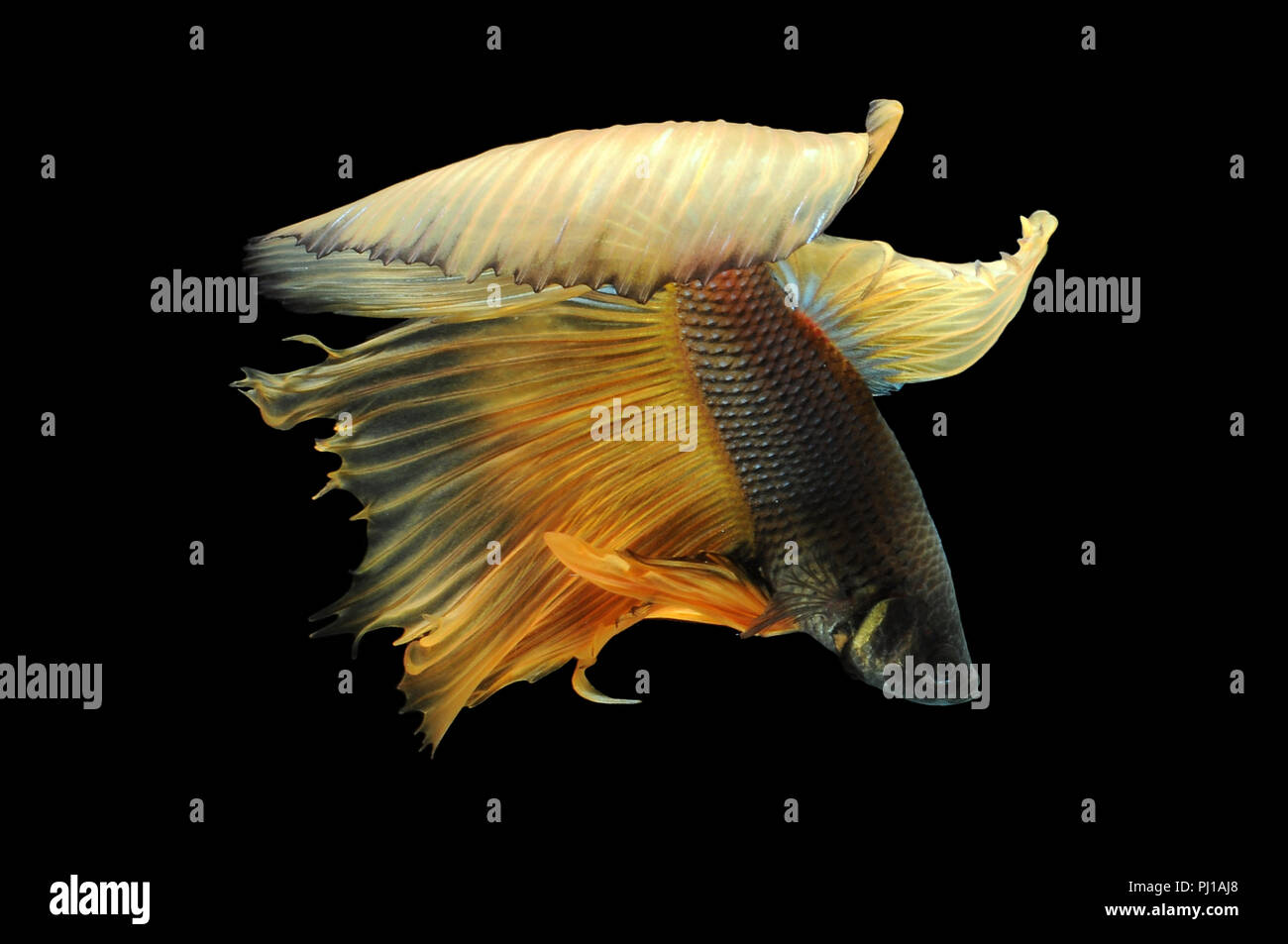 Portrait of a betta fish, Indonesia Stock Photo - Alamy