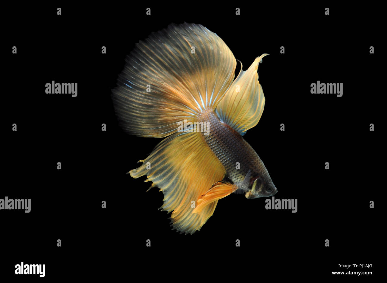 Portrait of a betta fish, Indonesia Stock Photo - Alamy